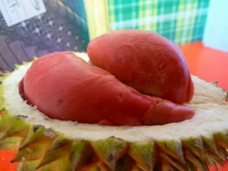 Making sense of Sarawak's wild durians | Nestia