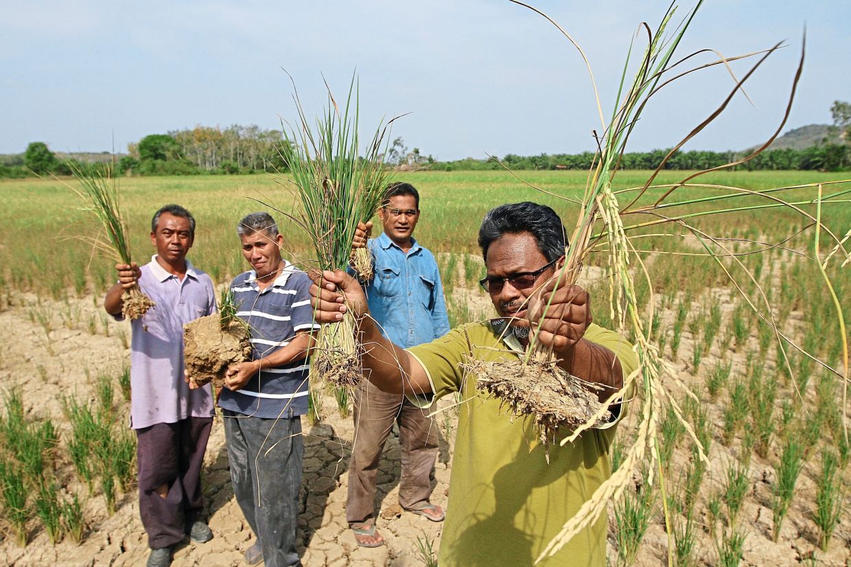 Mada to help farmers during prolonged dry spell | Nestia