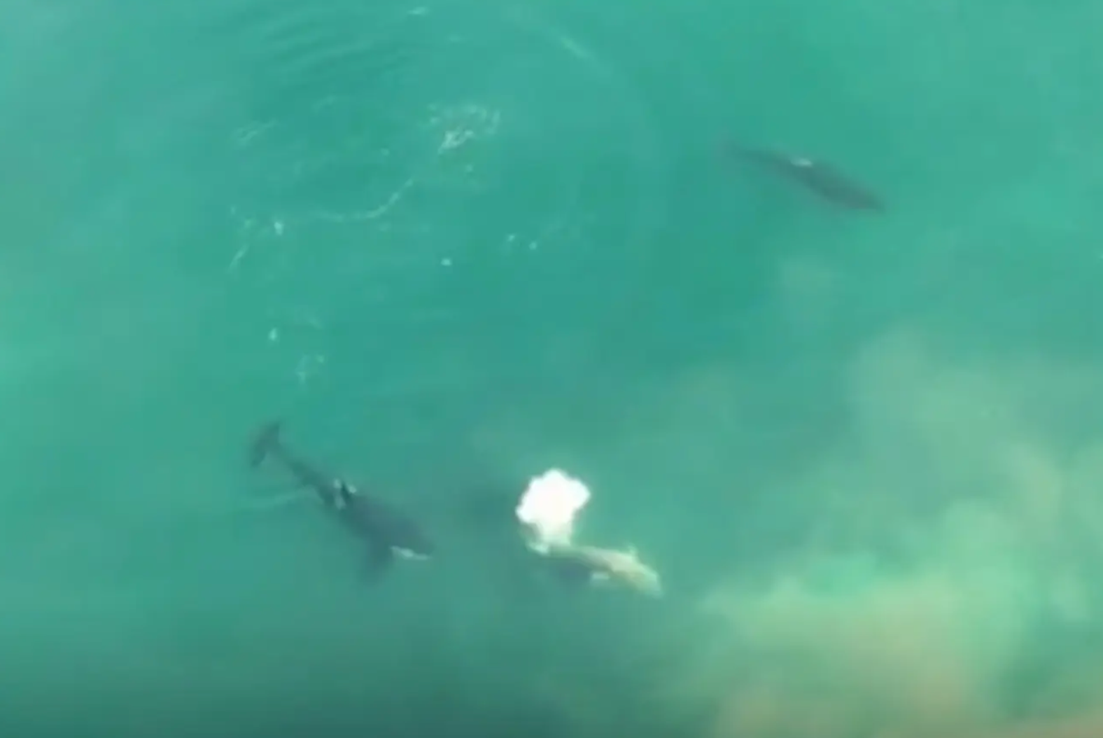 Incredible aerial footage of killer whales hunting and killing great ...