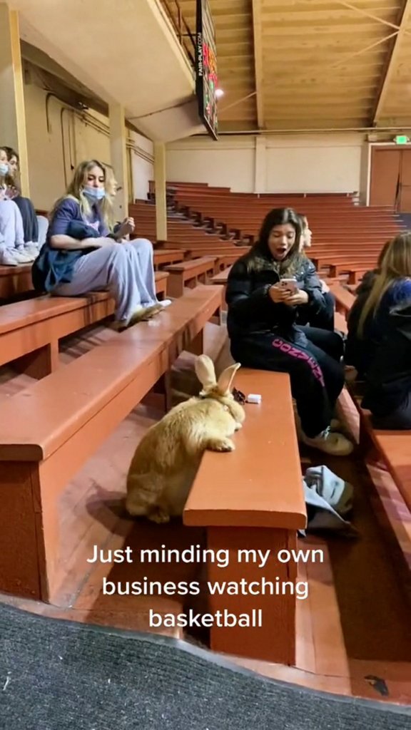 30-pound bunny rescued from slaughterhouse now a social media star and ...