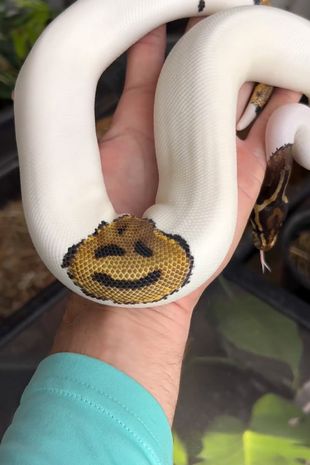 Bizarre snake goes viral as owner spots smiley face appearing naturally ...