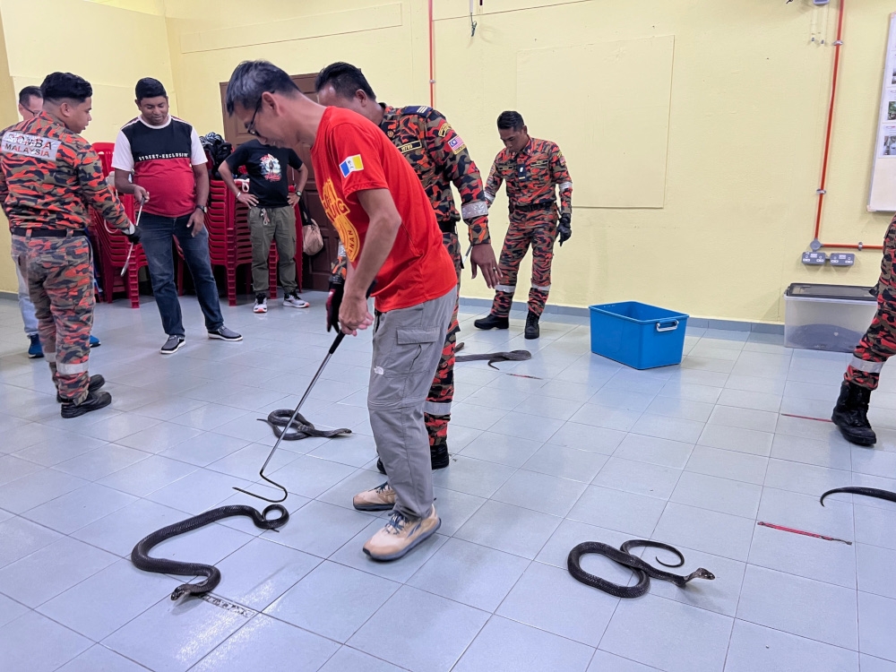 Know your snakes: A guide to Malaysia’s venomous reptiles and how to ...
